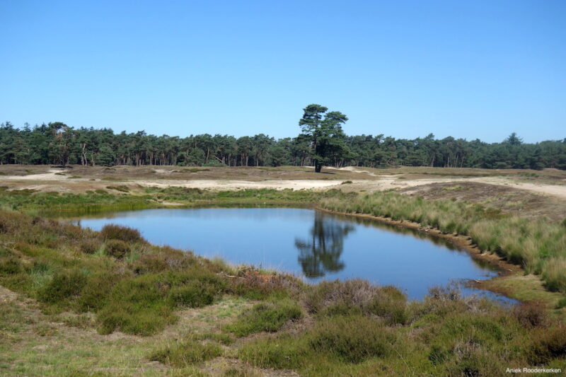 NS-wandeling Utrechtse Heuvelrug: bos, heide, zandverstuivingen en een ...